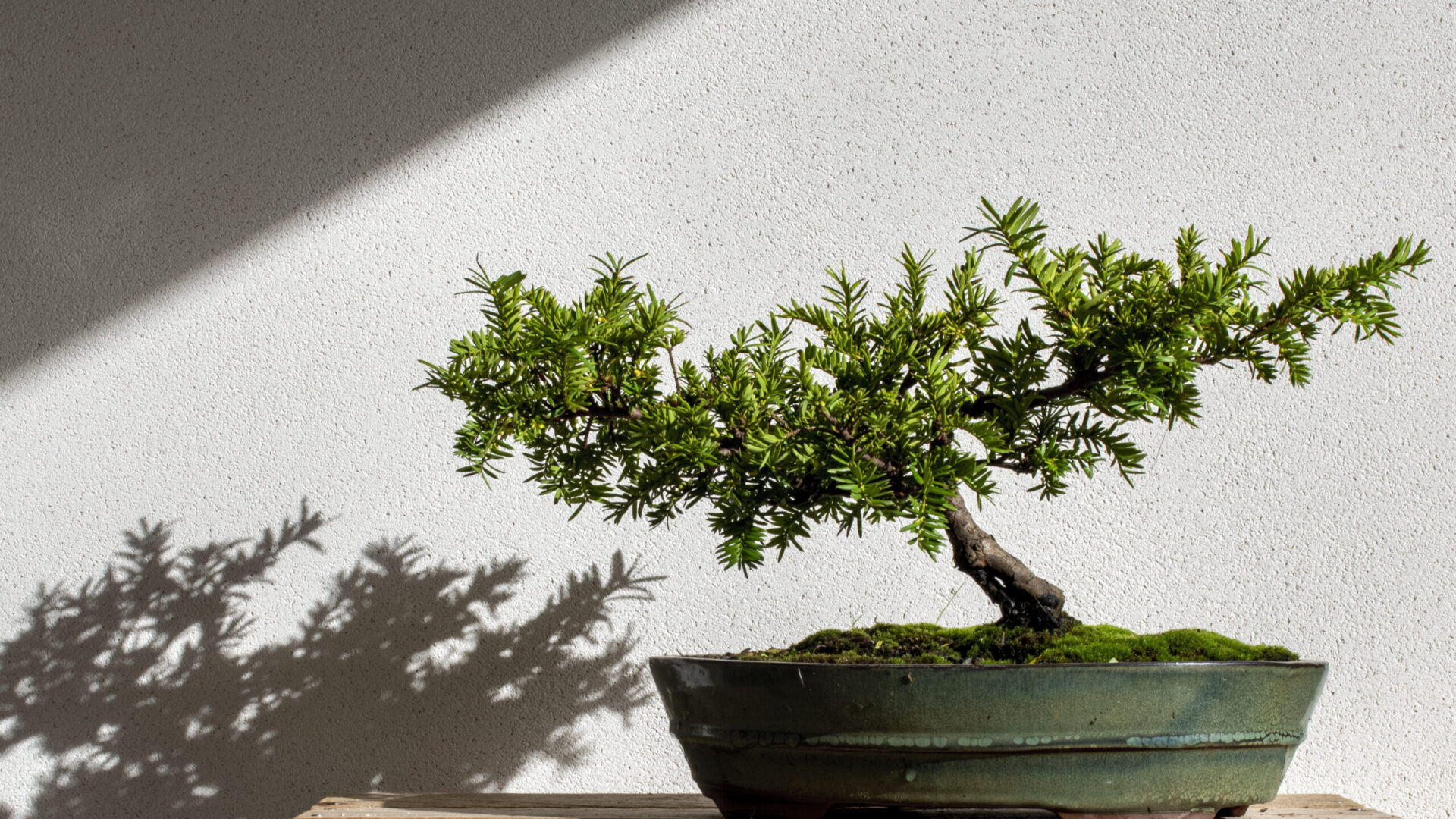 Clime Coarse Plaster | Order Armourcoat Sample